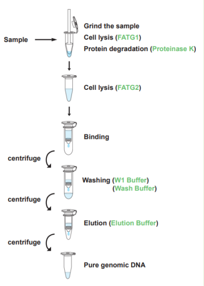 FavorPrep™ Tissue Genomic DNA Extraction Mini Kit (Proteinase K and ...